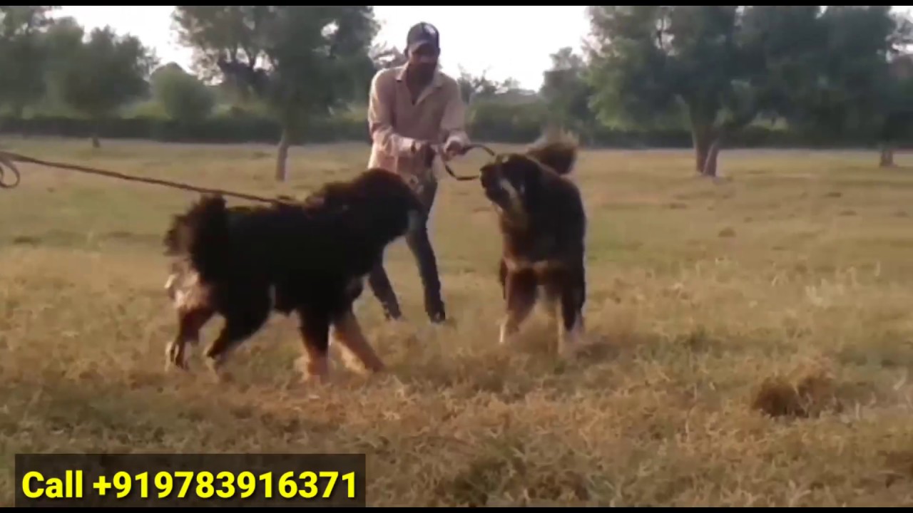 Tibetan Mastiff & Gaddi Dogs (Naaz Kennel)Best Quality Guard Dogs - YouTube