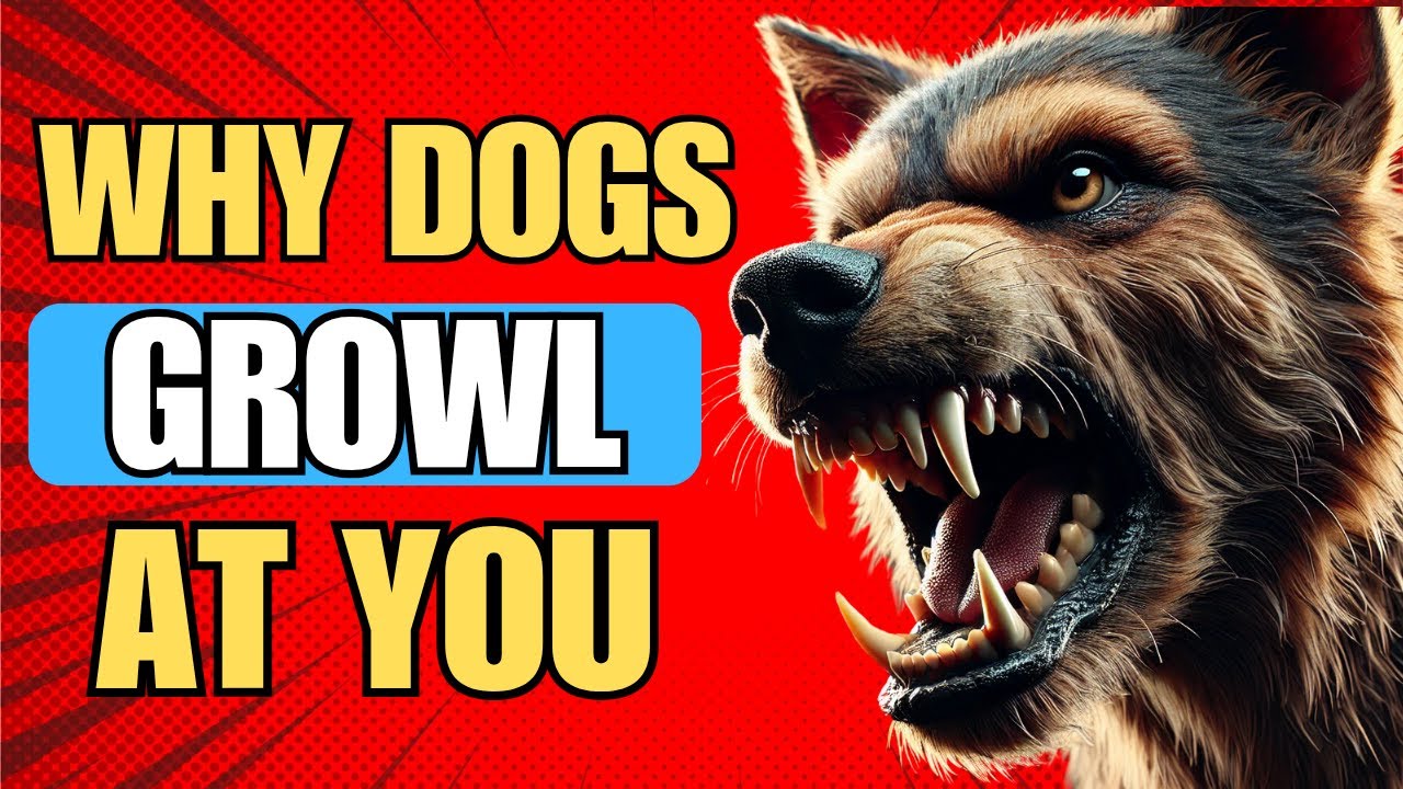 Why Do Dogs GROWL Loudly Before Attacking? Watch Before It's Too Late ...