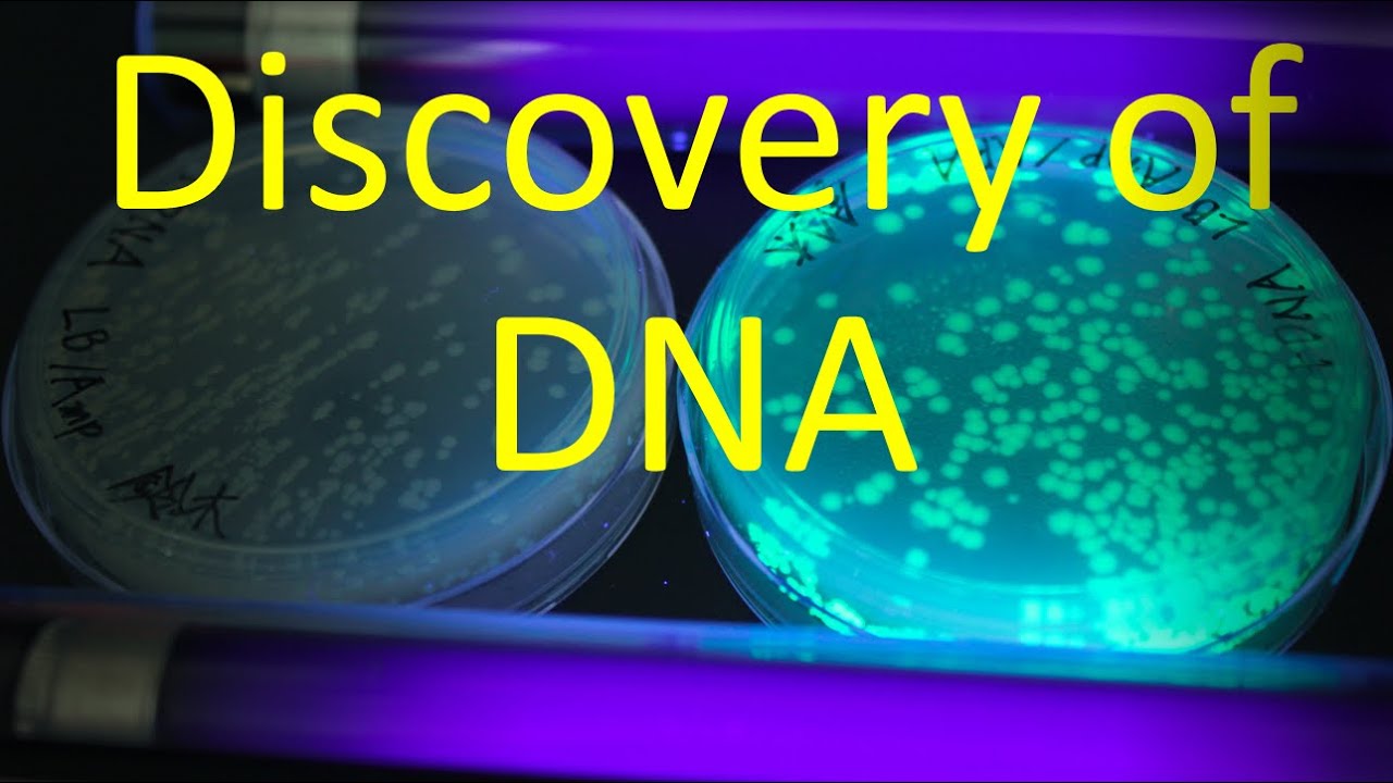 Discovery of DNA - YouTube