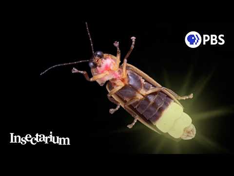 What Produces The Different Color Light Of Fireflies
