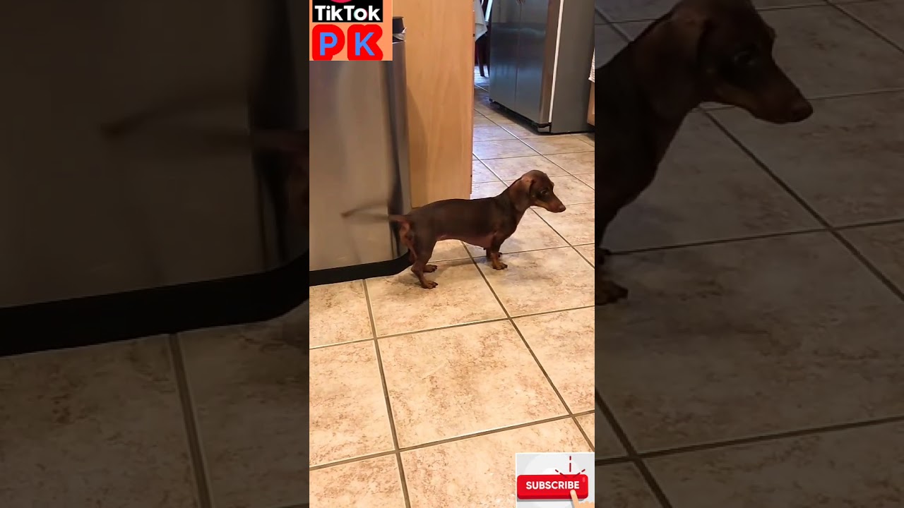 Funny Dog Dance Tiktok pk - YouTube