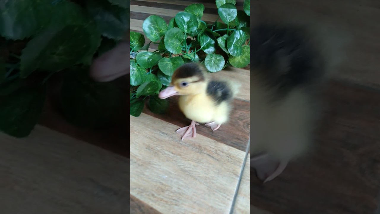 duckyyy - YouTube