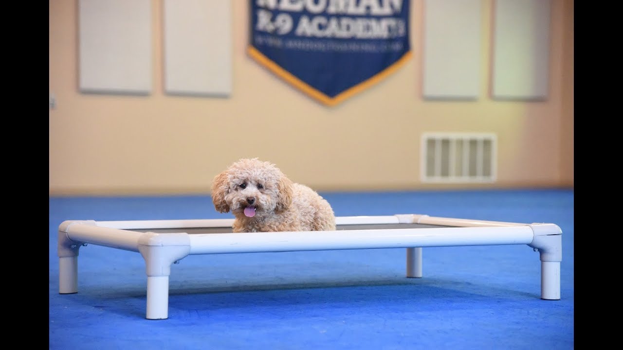 Finley (Miniature Poodle) Boot Camp Dog Training Video - YouTube