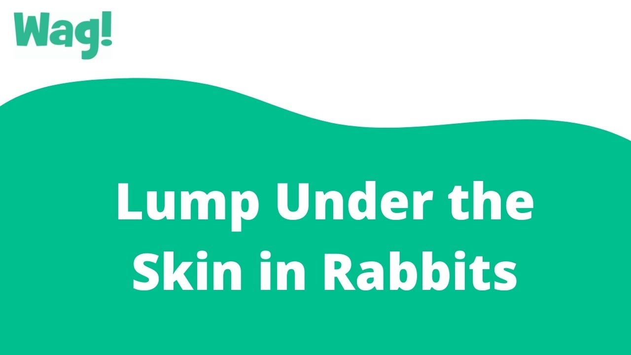Lump Under the Skin in Rabbits | Wag! - YouTube