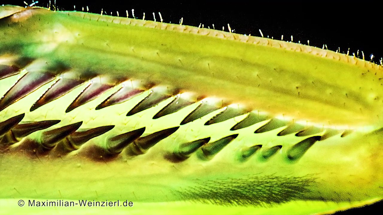The Killer Arm of the Mantis – extreme macro - YouTube