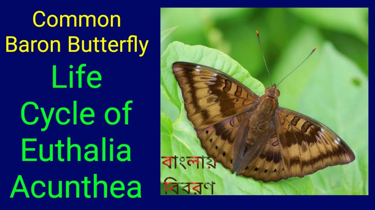 Life Cycle of Euthalia Acunthea || Common Baron Butterfly 🦋 || বাংলায় ...