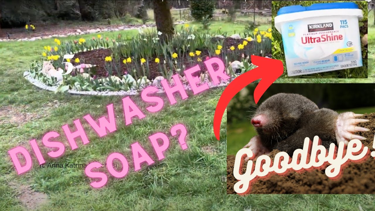 DIY How to Get Rid of Moles! Safe and Sane | Cheapest & Quickest Way to ...