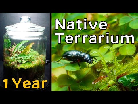 Forest Floor Terrarium │ Native Terrarium - 1 Year Update - YouTube