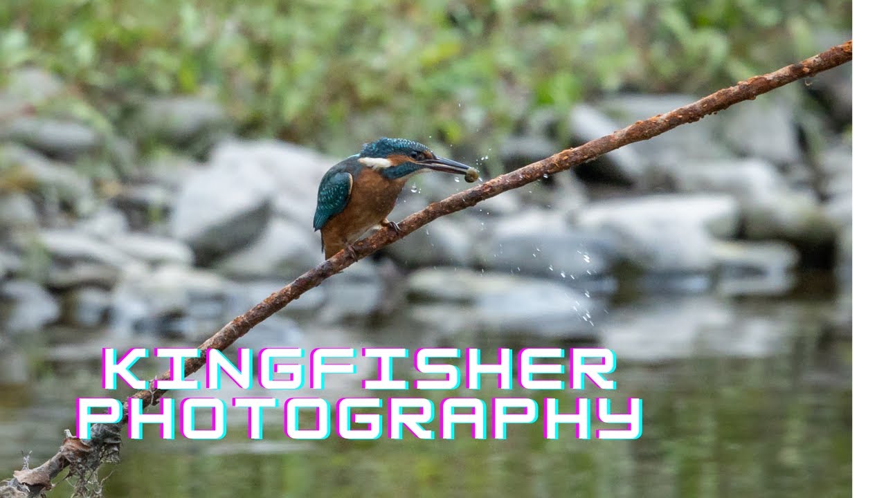 Wildlife Photography: Photographing Kingfishers - YouTube