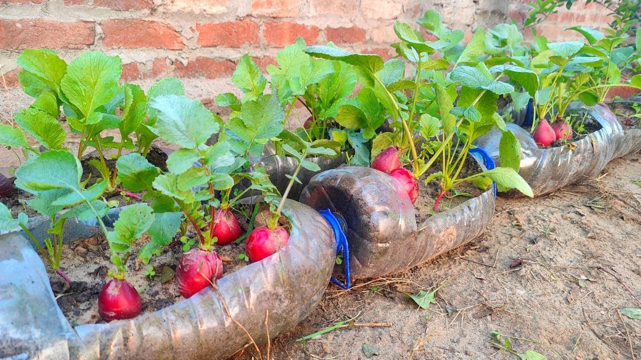 No Need For a Garden , Growing Red Radish From Seeds At Home In Useless ...