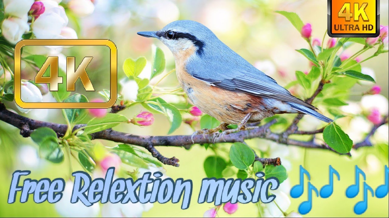 Nature Therapy: Relaxing Full Motion Forestry with Natural Sounds - YouTube