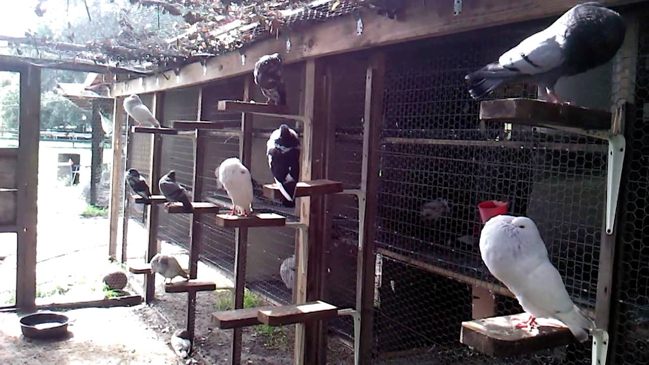 Palomas gaditanas de ricardo cardentey (2013) - YouTube