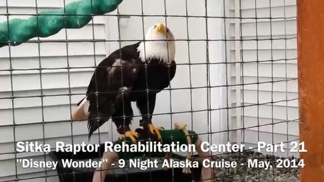 Sitka Raptor Rehabilitation Center - Part 21 - YouTube