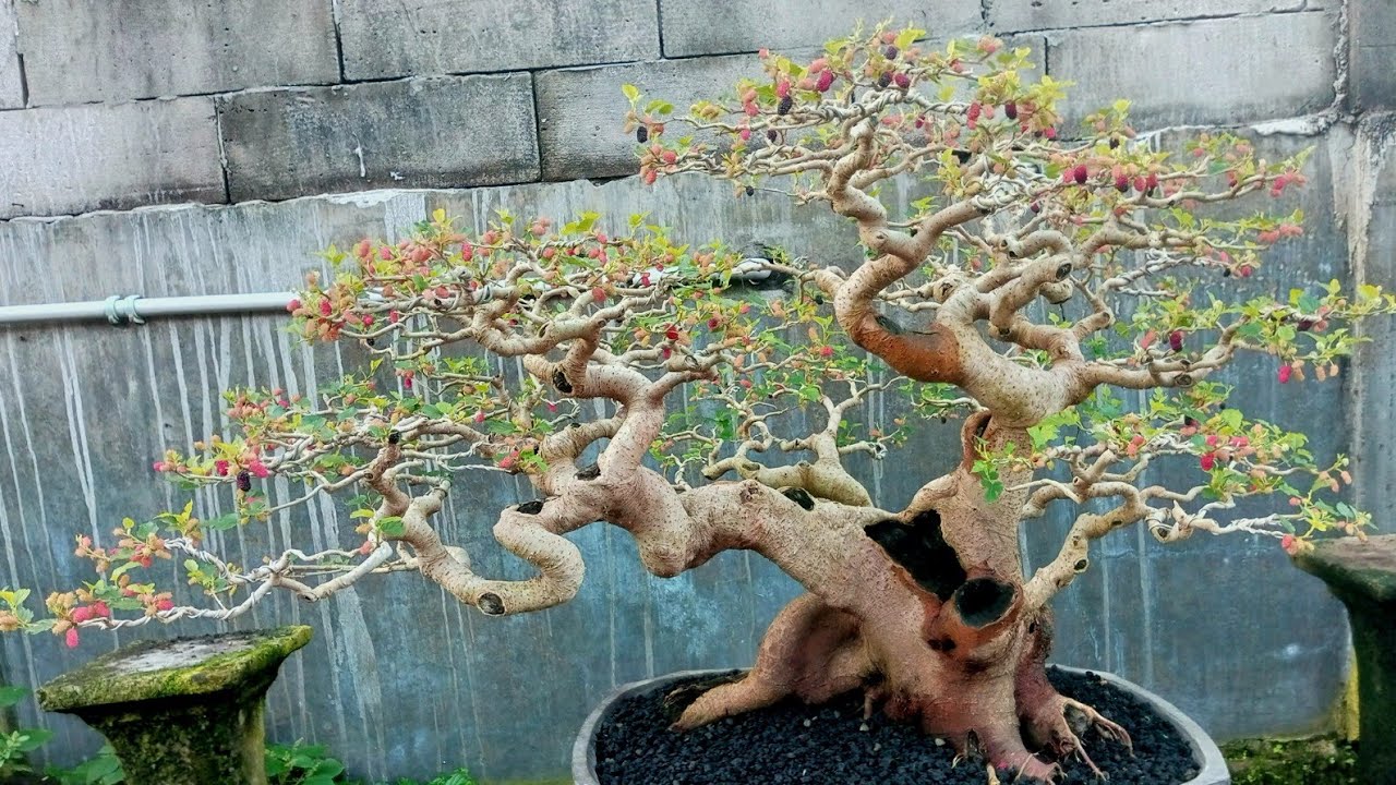 Bonsai Murbei/morus alba extra larg yang mencapai finis. - YouTube