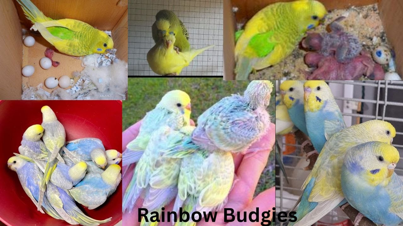 Baby Budgies Growth | Budgies Breeding Tips | Budgies Mating - YouTube