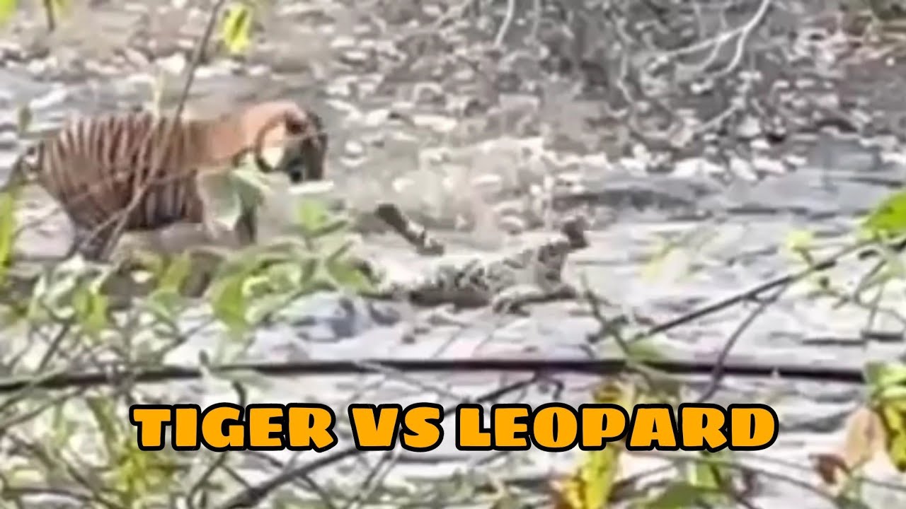 TIGER VS LEOPARD | Male Tiger T101 Attacking a Leopard in Ranthambore ...