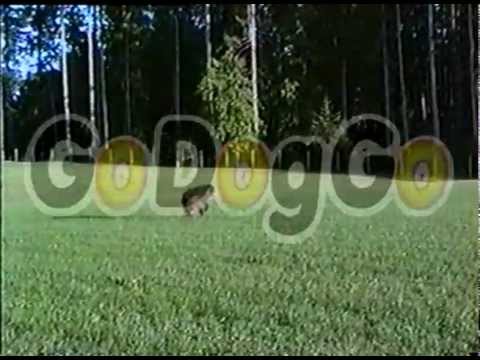 GoDogGo Fetch Machine - Automatic Dog Ball Launcher for Dogs - YouTube
