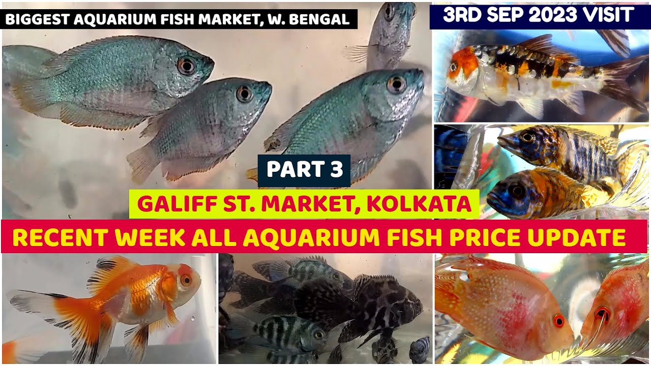 Cheapest Aquarium Fish Market In Bangalore at Adrienne Maldonado blog