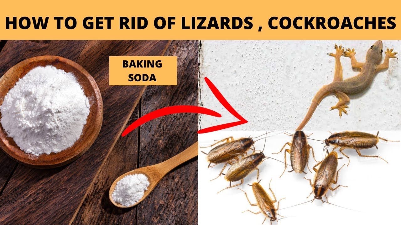 How to Get Rid of Lizards and Cockroaches with Home Remedy - YouTube