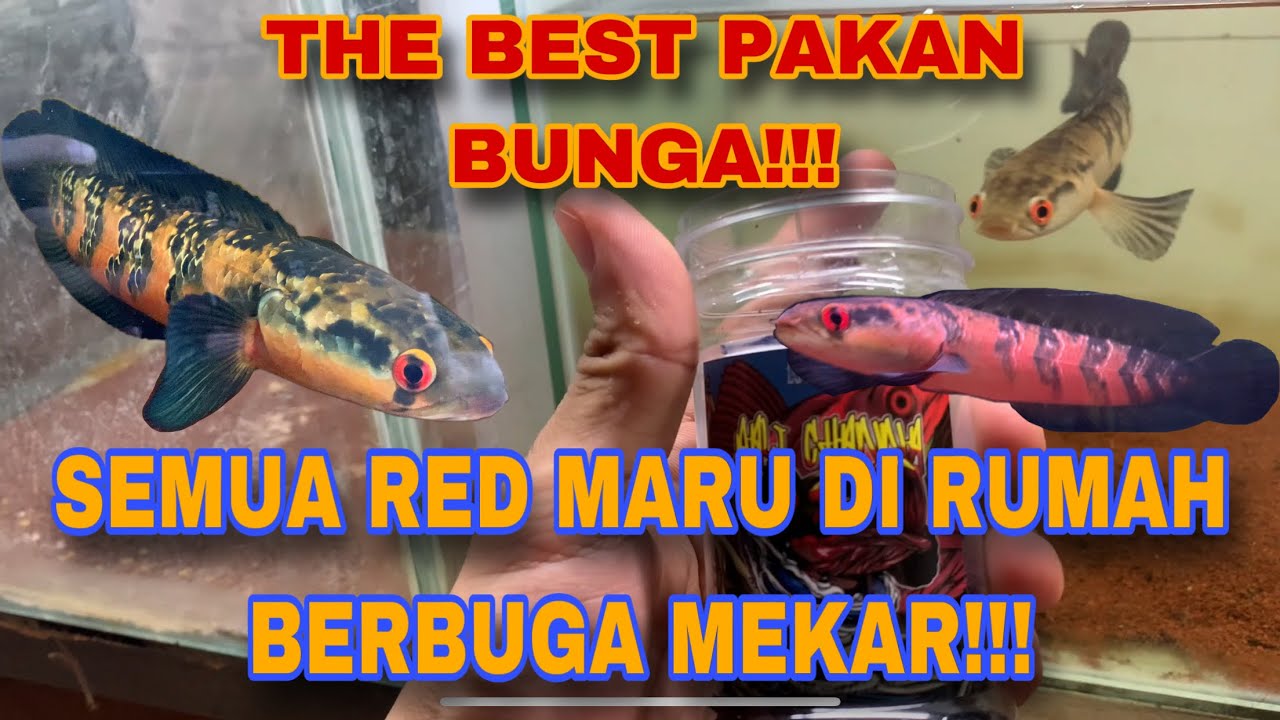 SEMUA RED MARU DI RUMAH BRONTOK BUNGA‼️CARA MUDAH‼️BOCIL JUGA BISA‼️ ...