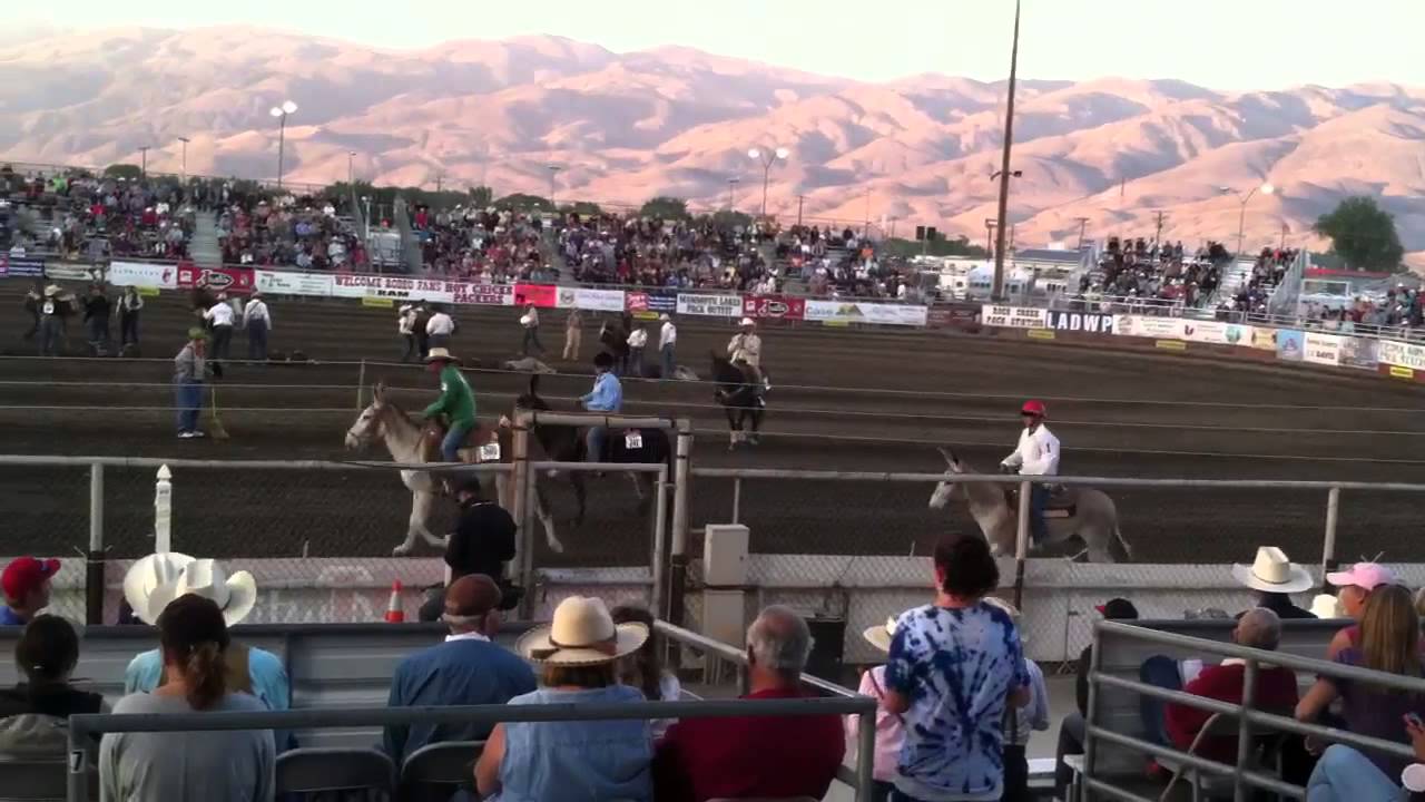 Donkey Races - Mule Days - YouTube