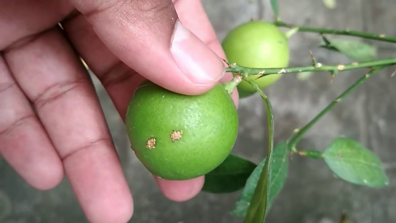 Difference Between Citrus Canker and Citrus Scab - YouTube