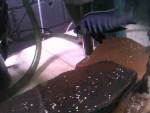 placidochromis electra deep water hap cichlid - YouTube