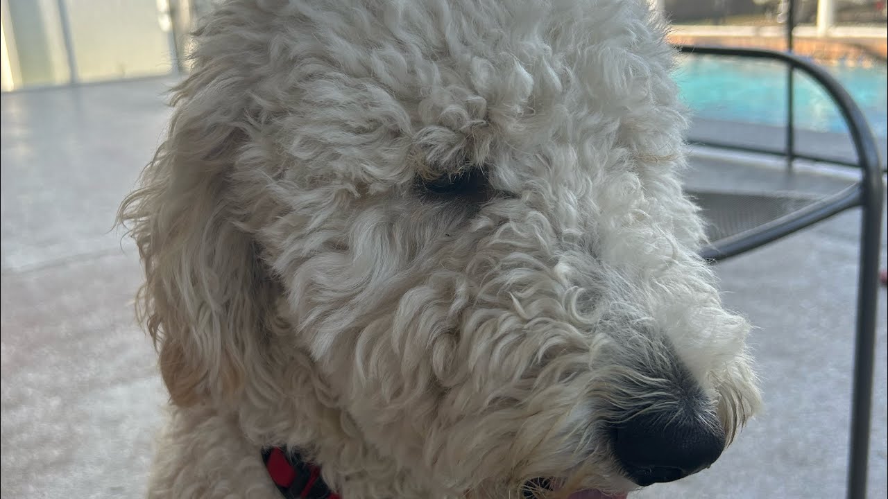 Free pattern for July winner is - YouTube