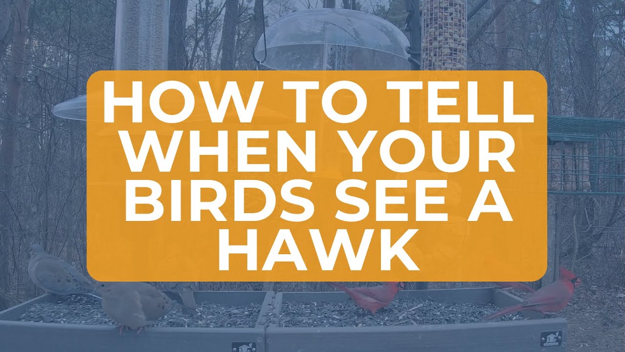 How to Tell When Your Birds See a Hawk - YouTube
