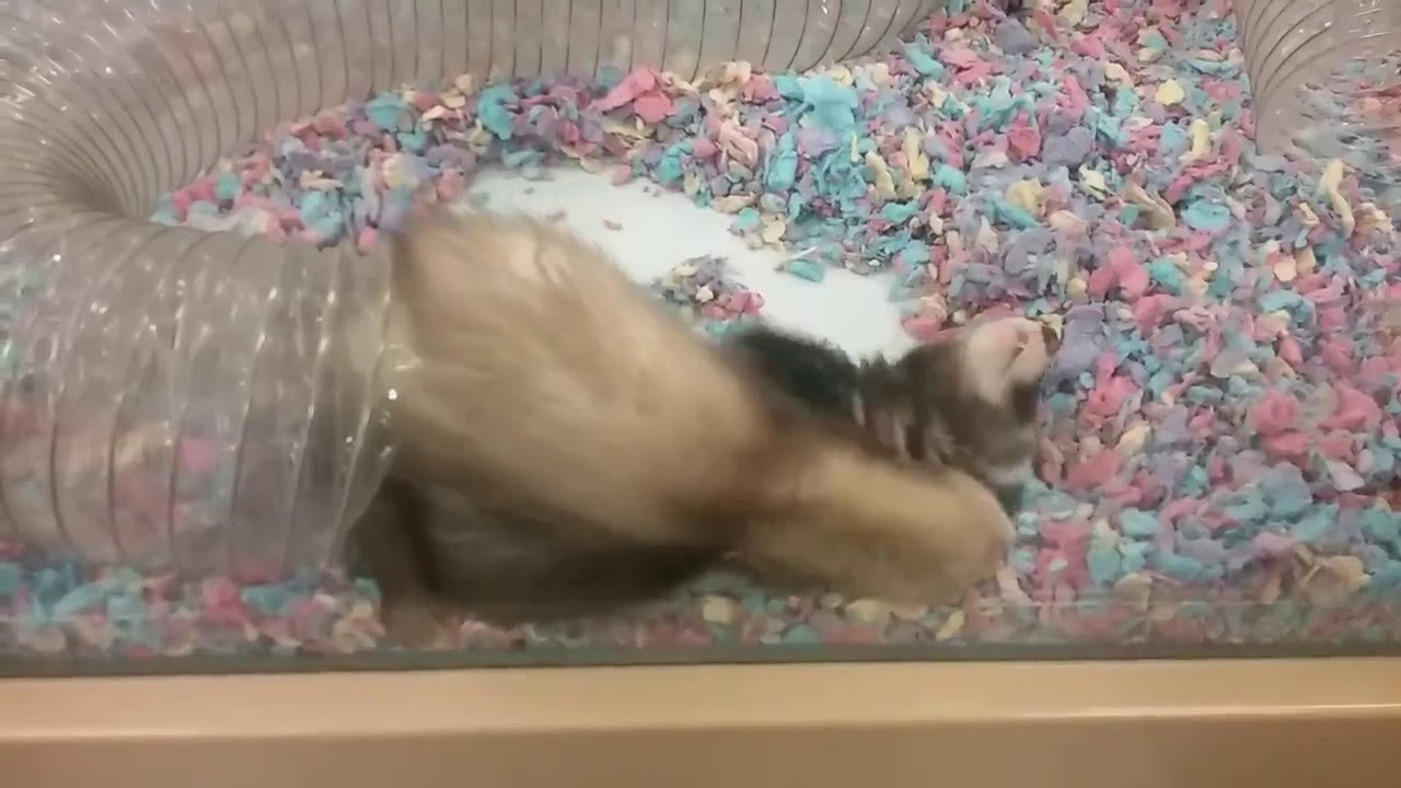 Two Fuzzy Ferrets Playing with each other. - YouTube