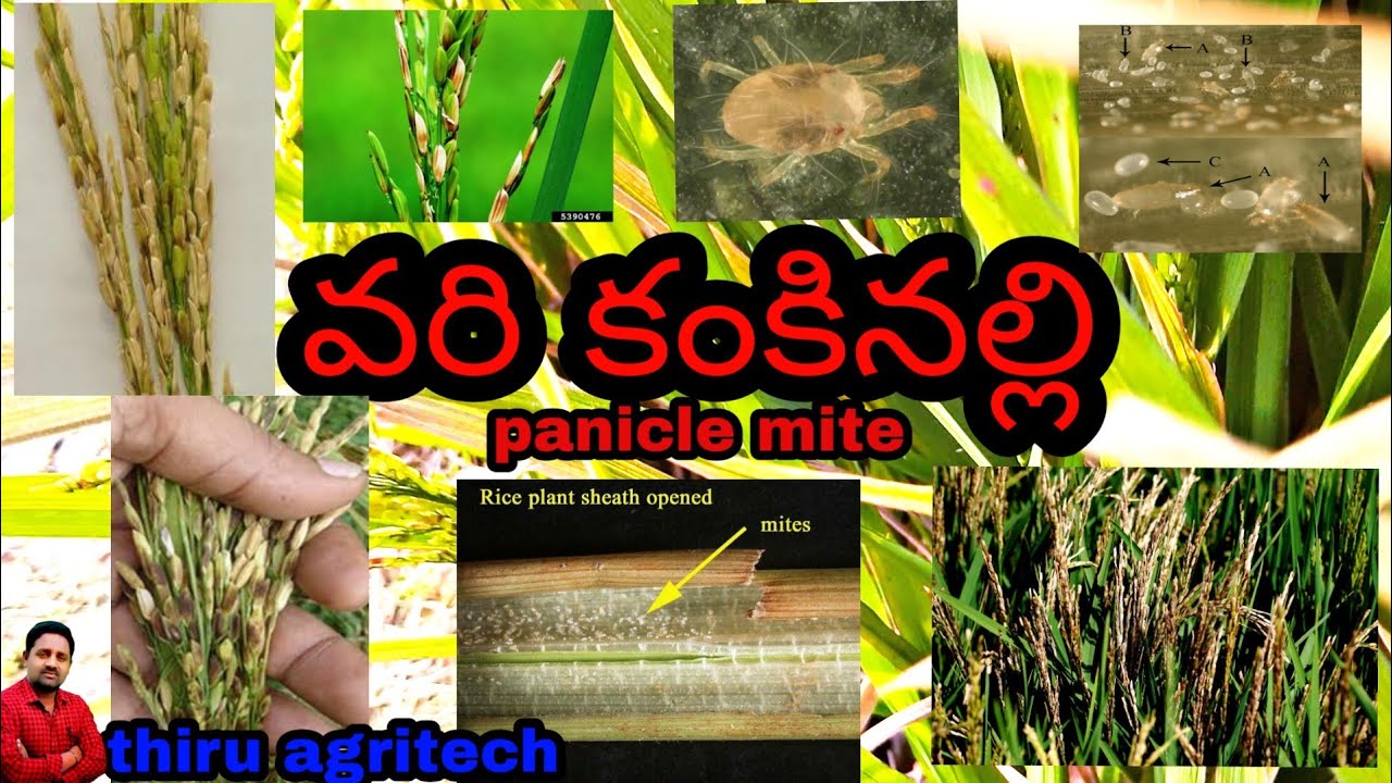వరిలో వచ్చు కంకినల్లి గుర్తించటం & నివారణ (Panicle mite management in ...