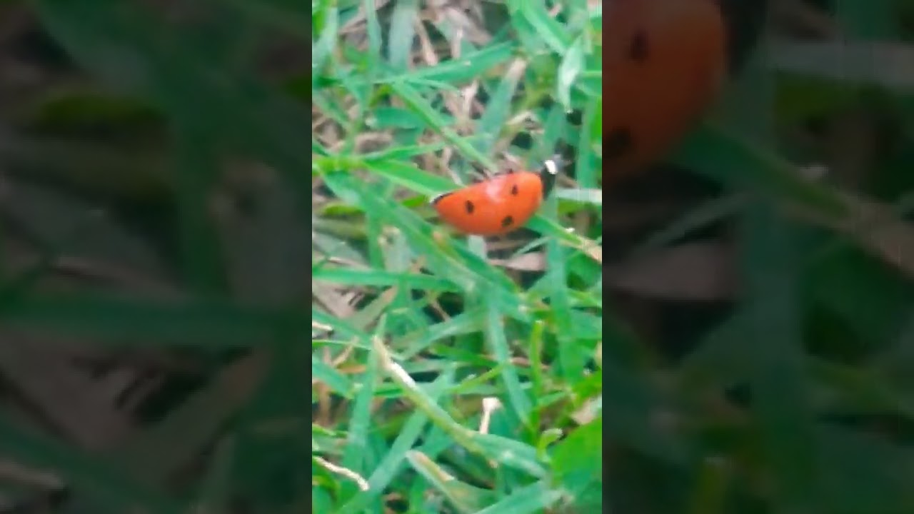 playing insect in my garden 🏡#short #trending #viral #timepass - YouTube