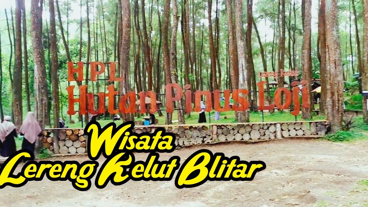 Hutan Pinus Loji Lereng Kelud|| Wisata Piknik Asyik di Lereng Kelud ...