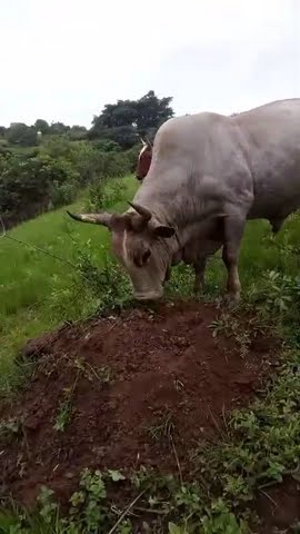 Kusazoba mnandi don't forget to like and subscribe #nkunzi #cow # ...