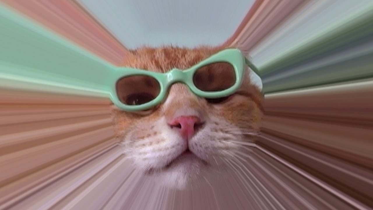 PURE Keyboard Cat Compilation Show - YouTube