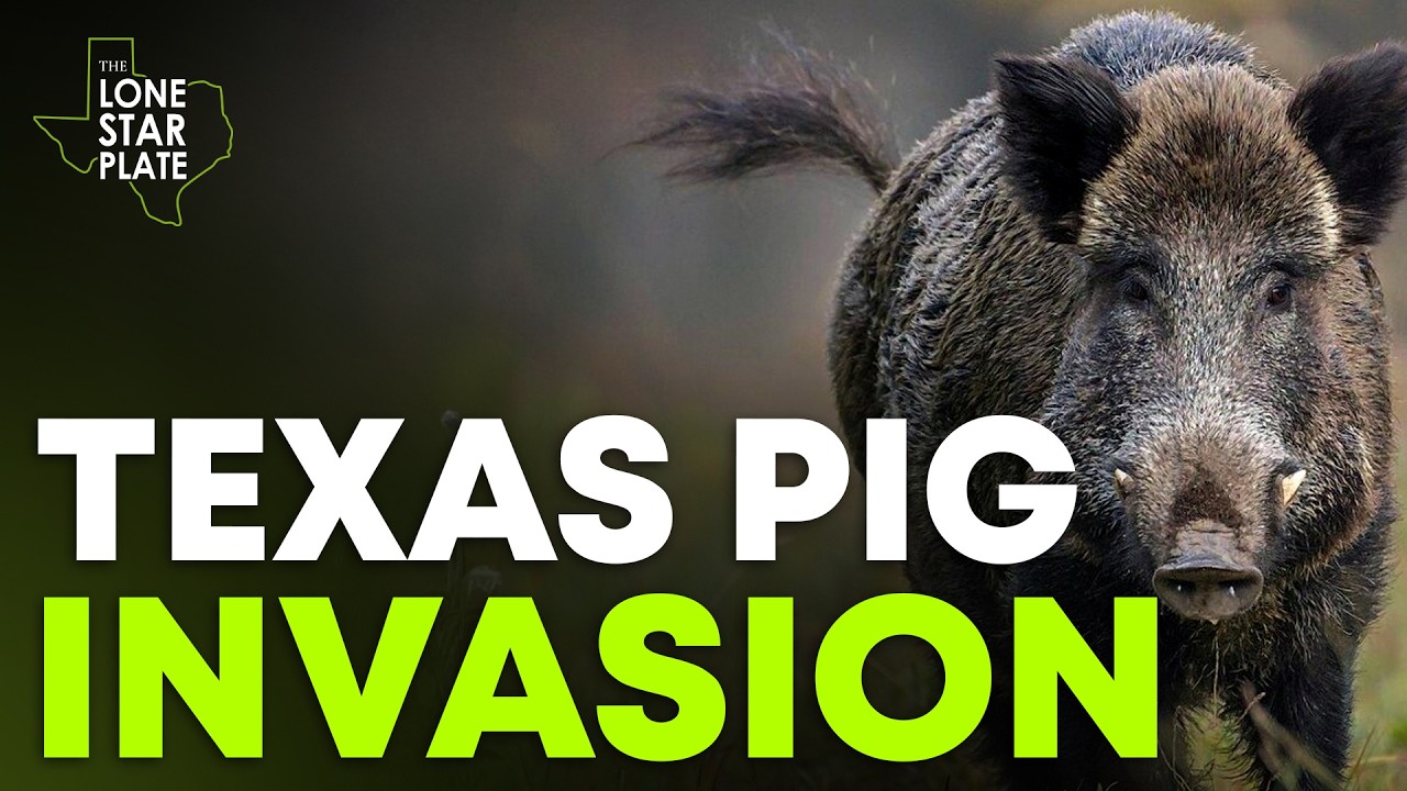 Texas Under Attack: The Wild Pig Invasion No One Can Stop! - YouTube
