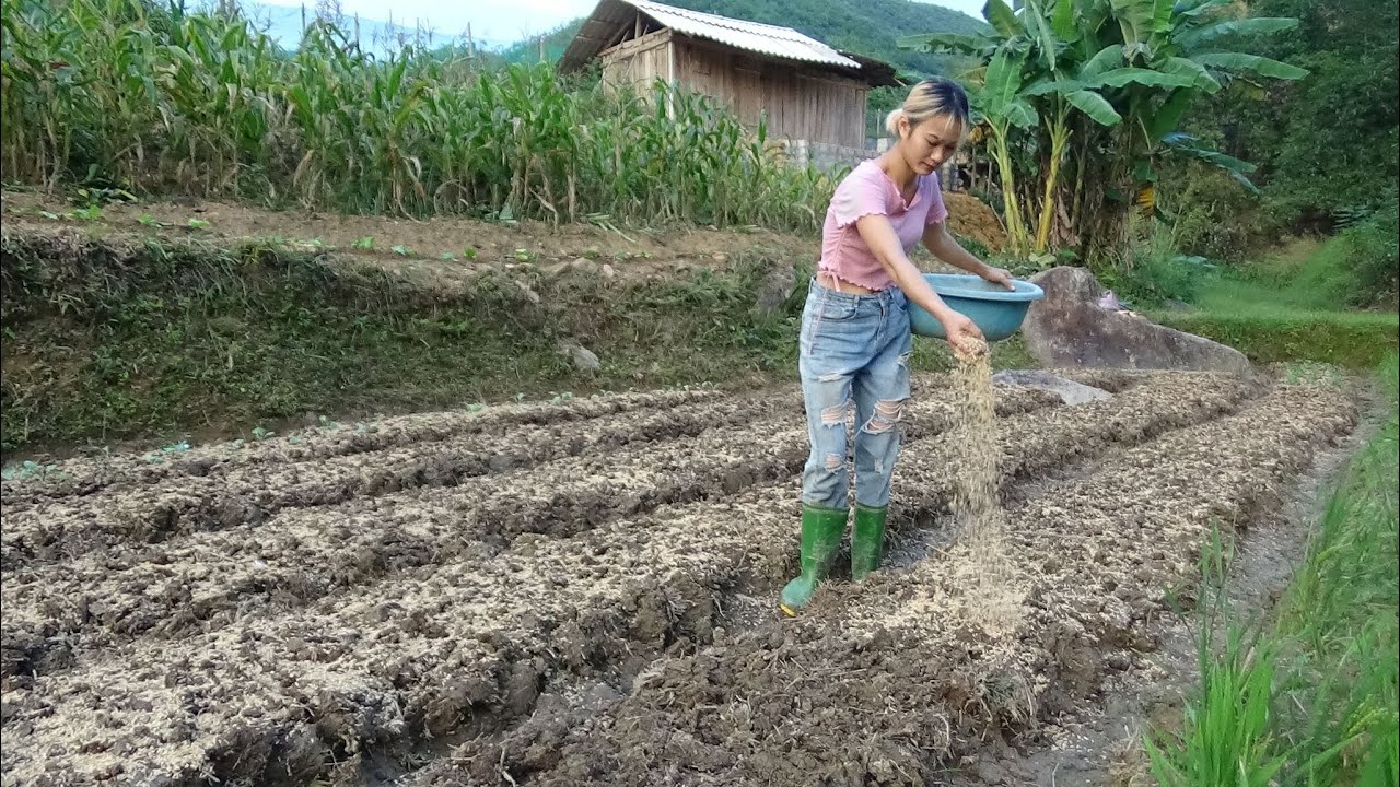 Hoe in the fields and grow vegetables - Break baby corn for food ...