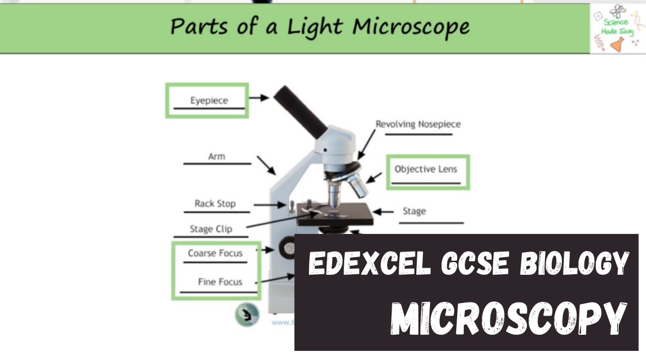 Edexcel GCSE Biology - Microscopy - YouTube