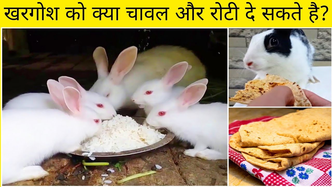 Can i Give Rice and Roti to My Rabbits || Kya Hum Chawal or Roti Aapne ...