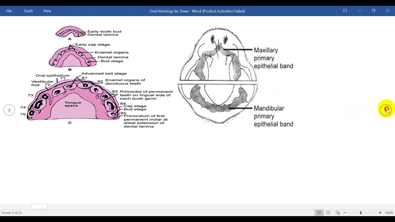 lecture 3 Oral Histology Tooth development part 1 - YouTube
