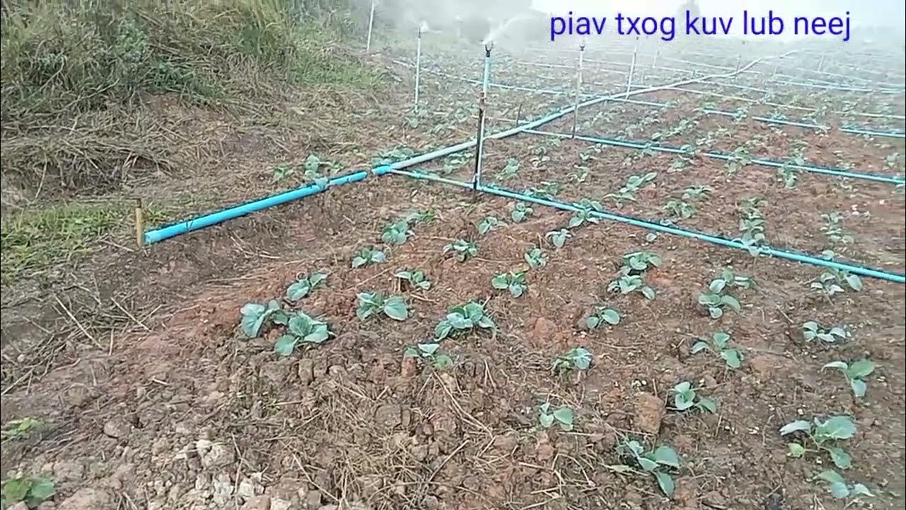 Kuv mus ywg dej rau zaub pob - YouTube