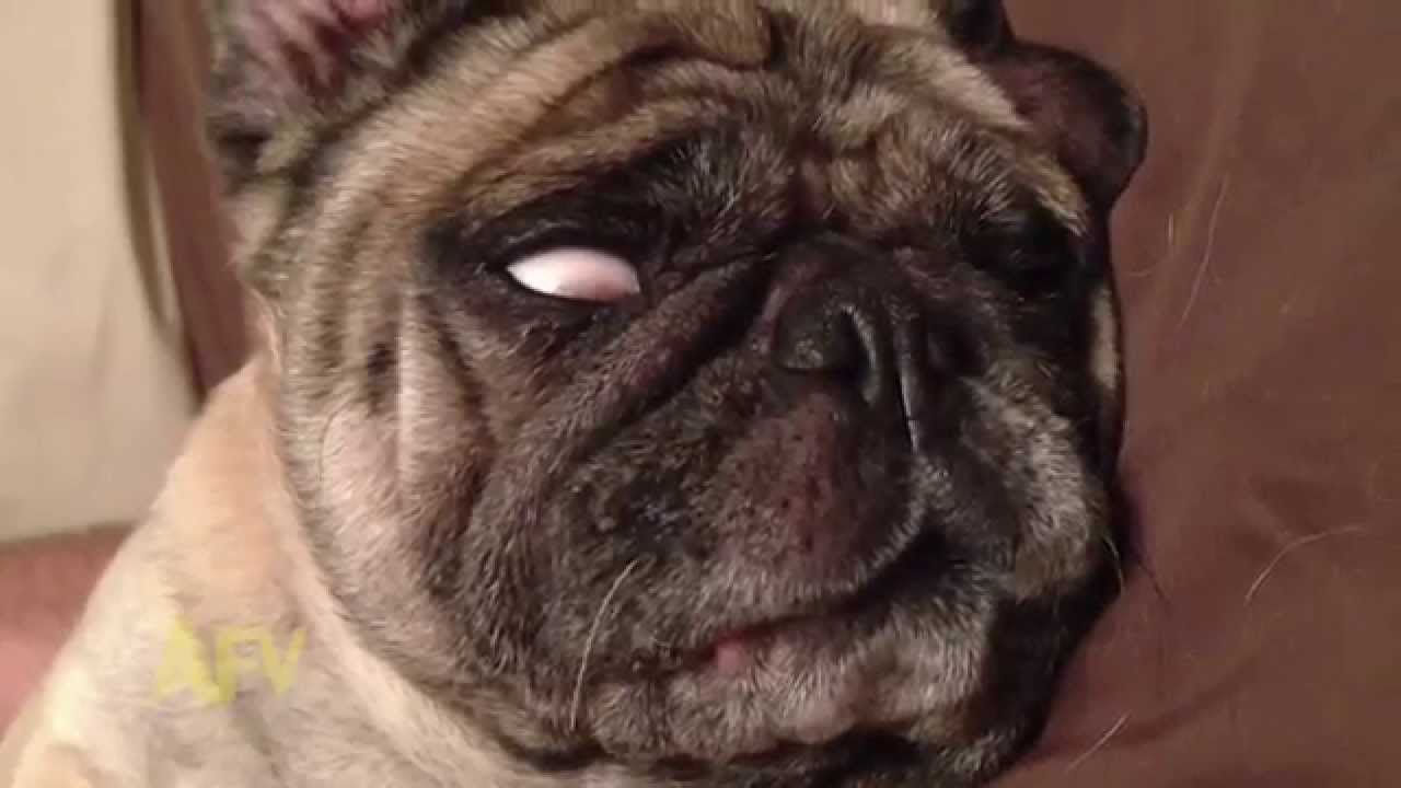 Pug Sleeps with One Eye Open - YouTube