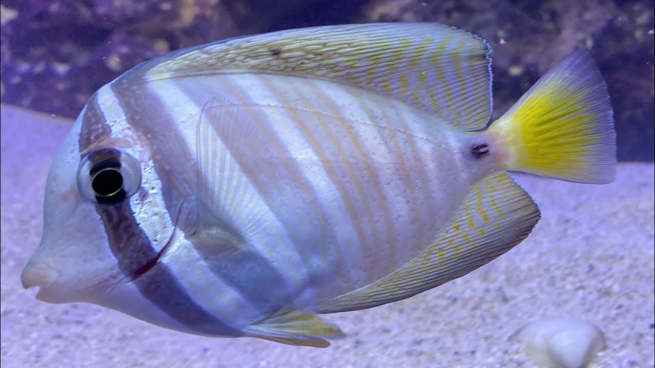 Exotic Reef Fish - YouTube