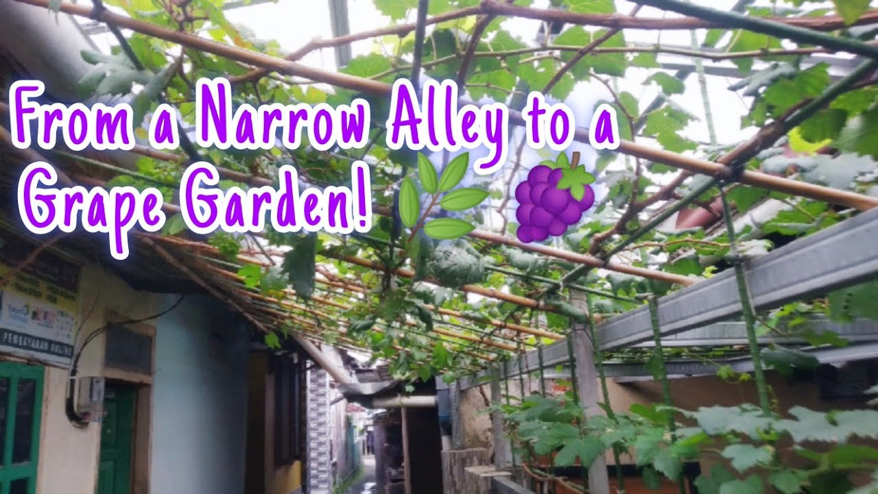 From a Narrow Alley to a Grape Garden! 🌿🍇 How to Grow Grapes in Limited ...