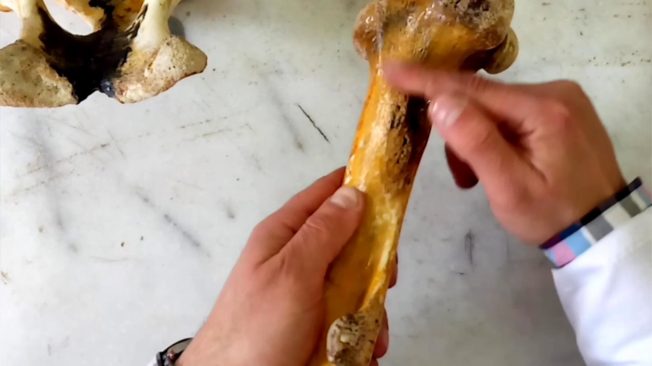 Horse femur & Animals comparatives - YouTube