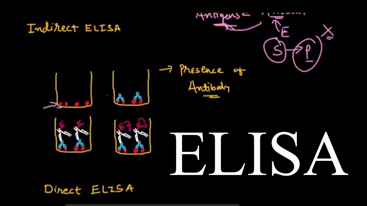 ELISA test : Principle and types - YouTube