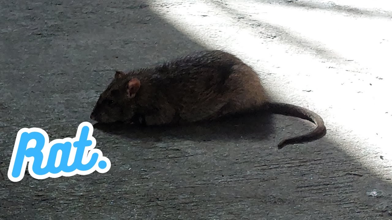 Rat. - YouTube