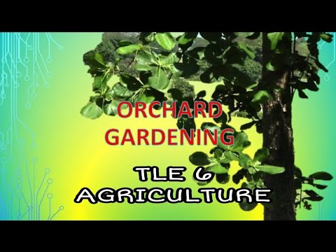 TLE 6 Agriculture || what is orchard gardening || what are the types of ...