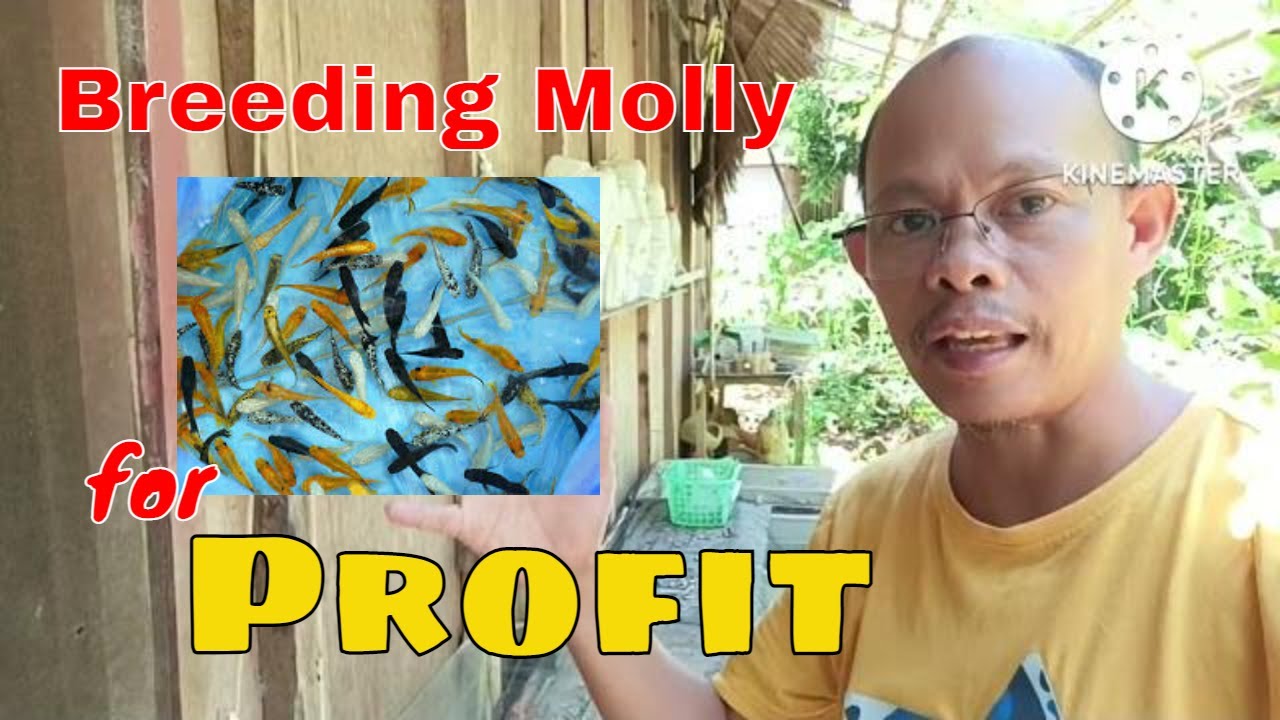 Breeding my Healthy Molly fish for Profit - YouTube