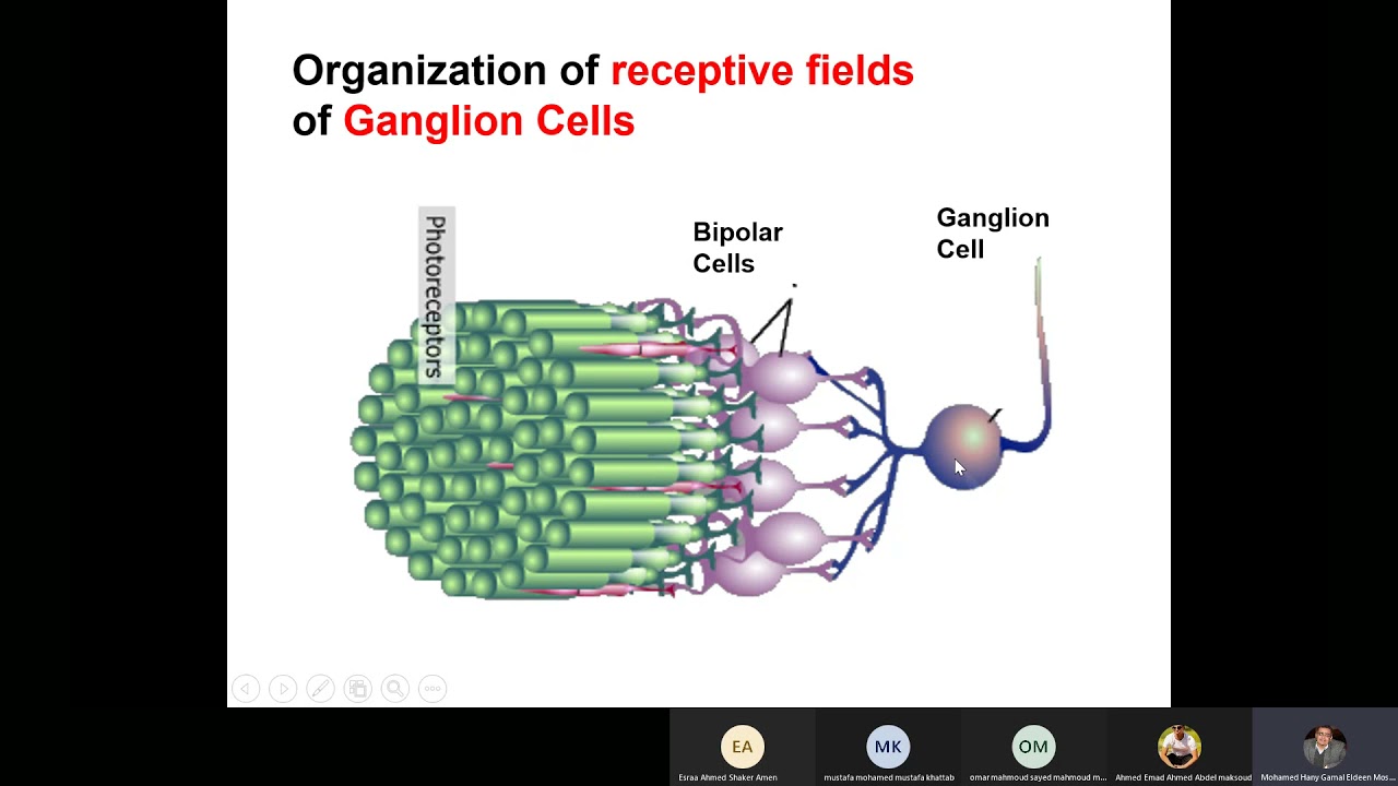 CNS-301 Physiology | Lec. 11 - Ganglion cells & Vision pathway | Dr ...